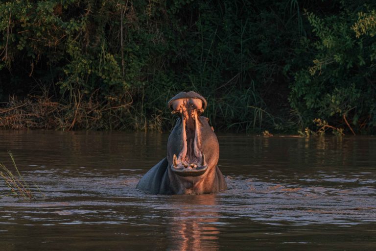 Isambane Camp – Country Escapes
